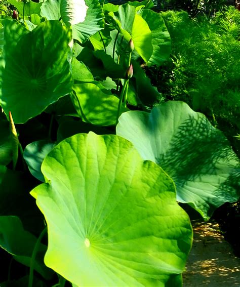 2025白洋淀风景区游玩攻略自然风景很美，还有精彩的文 【去哪儿攻略】