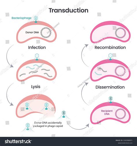 Horizontal Gene Transfer Via Transduction Vector Stock Vector Royalty
