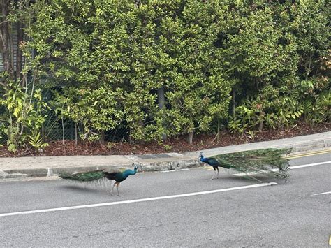 Yun Meng Chew On Linkedin Sentosa Discoveryneverends