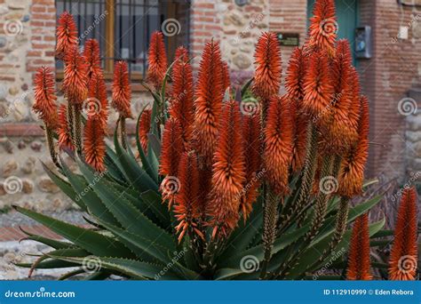 Aloe Vera Plant Flower Stock Image Image Of Exotic 112910999