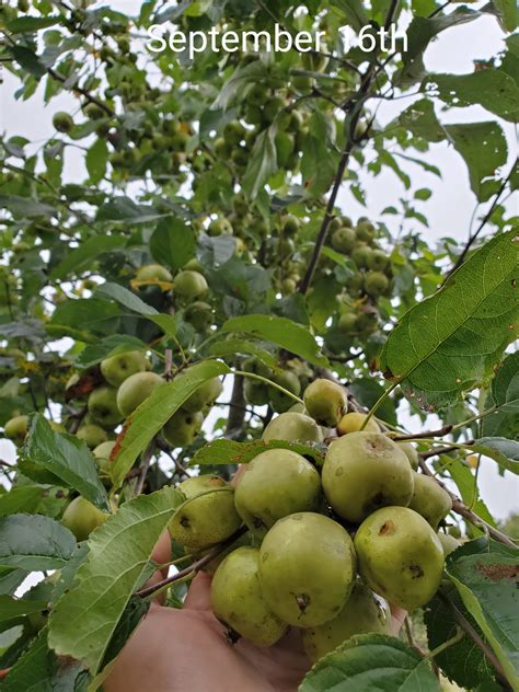Green Crabapple Tree Prairie Fire Crab Apple Trees Chris Bowers