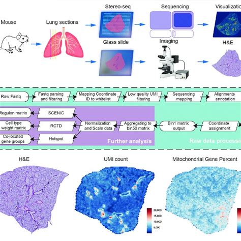 Overview Of The Experimental Data Analysis Workflow And Stereo Seq Download Scientific