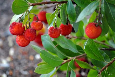 Strawberry Tree Live Plant In A 4 Inch Growers Pot Arbutus Unedo