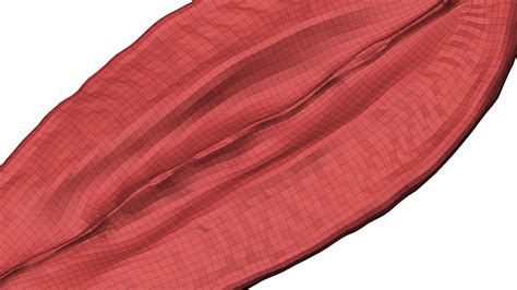 3d Diatom Photosynthetic Single Celled Algae Turbosquid 2067572