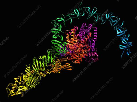 Paeniclostridium Sordellii Lethal Toxin Molecular Model Stock Image