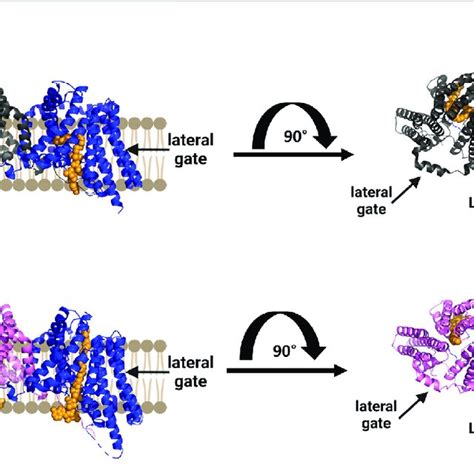 Dgat1 Is A Dimeric Enzyme With A Central Cavity And A Lateral Gate