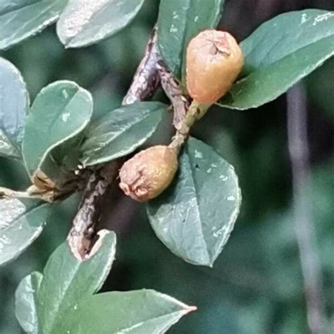Cotoneaster Sichuanensis Plant Care And How To Grow Water