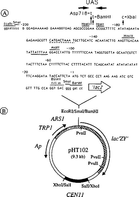 Figure 1 From The Upstream Activating Sequence For L Leucine Gene