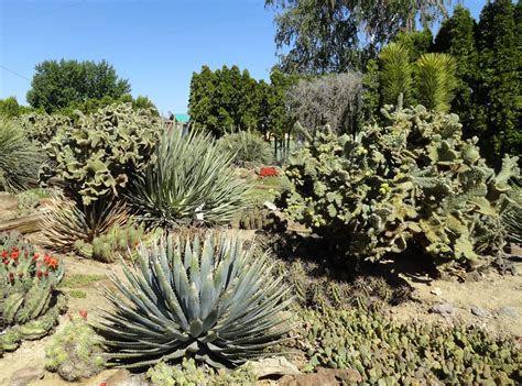 Danger Garden Thank You Ron Mckitrick—my Cactus Buddy May You Rest In Peace