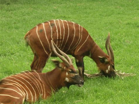 60 Free Bongo And Bongo Images Pixabay