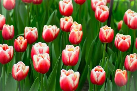 Миллионы тюльпанов в Нидерландах