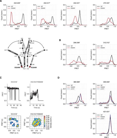 Conformational Dynamics Of Auto Inhibition In The Er Calcium Sensor