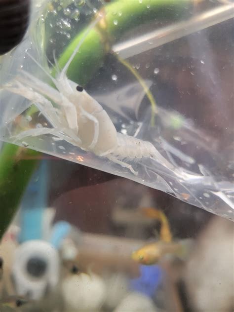 Can Anyone Tell The Sex Of These Two Crayfish Raquariums