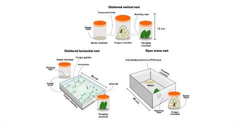 Types Of Artificial Nests To Hold Atta Sexdens And Atta Laevigata Download Scientific Diagram