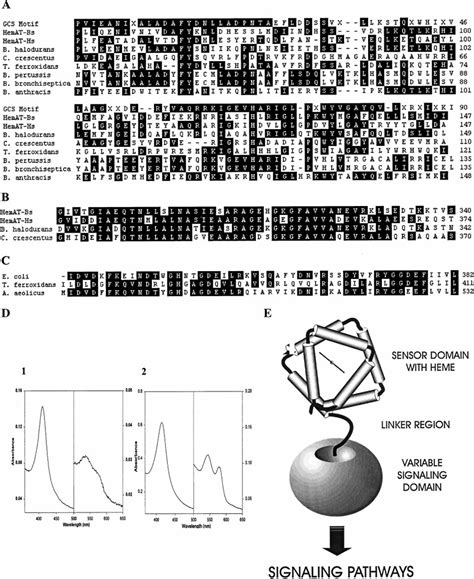 Identification Of GCSs A Alignment Of The GCS Motif With The Download Scientific Diagram