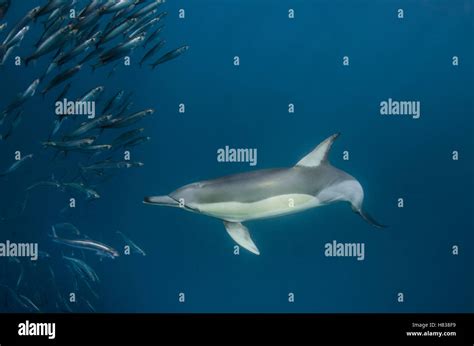 Long Beaked Common Dolphin Delphinus Capensis Hunting Pacific