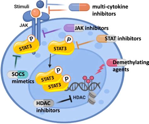 The Constitutive Activation Of Stat3 Gene And Its Mutations Are At The