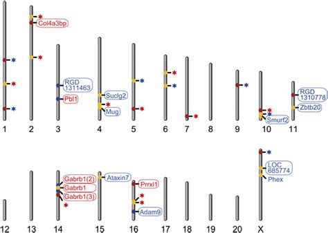 Diagram Of Transposon Insertions In The Rat Genome Yellow Circles