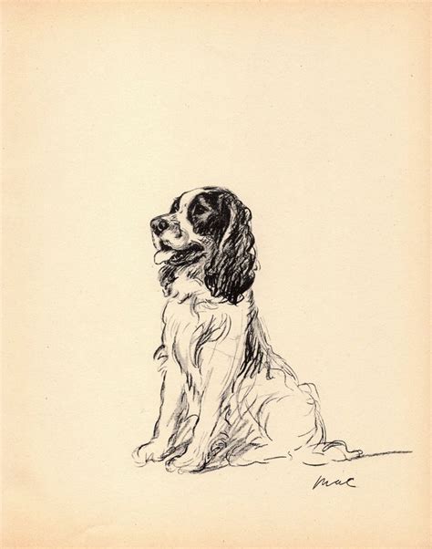 1937 Vintage Springer Spaniel Print Wall Art Decor Lucy Dawson Springer