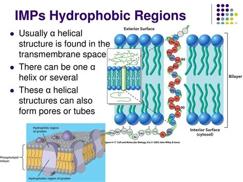PPT Lipids Membranes The First Cells PowerPoint Presentation ID