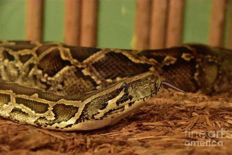 Burmese Python With Head Raised And Tongue Out Photograph By Dejavu Designs Fine Art America