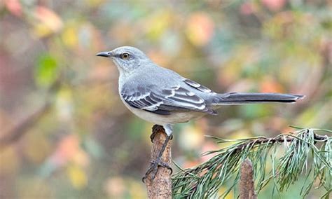 Webastrologers Dream Dictionary Mocking Bird Singing Bird Dreams