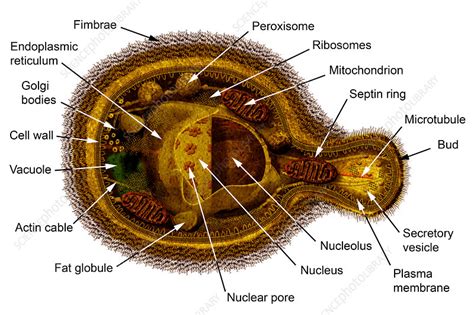 Candida Albicans Yeast Cell Illustration Stock Image C027 9943 Science Photo Library