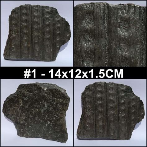Sigillaria Plant Fossils Plant And Fern Fossils Uk Shop