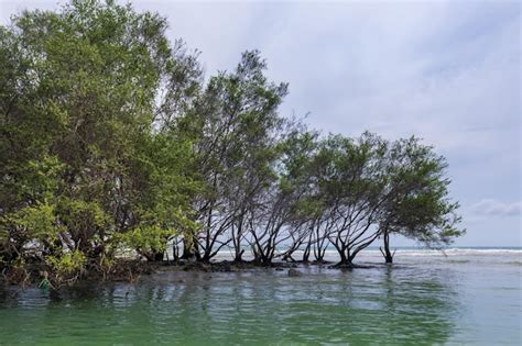 Premium Photo Mangrove Forest On The Edge Of The Beach Going Into The