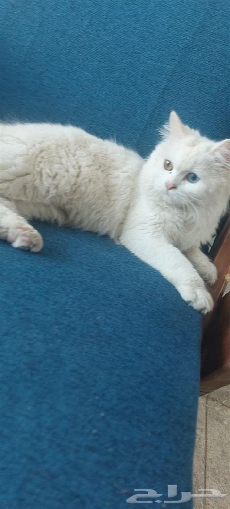 قط للتبني انثى نوع شيرازي العمر 8 اشهر موقع حراج