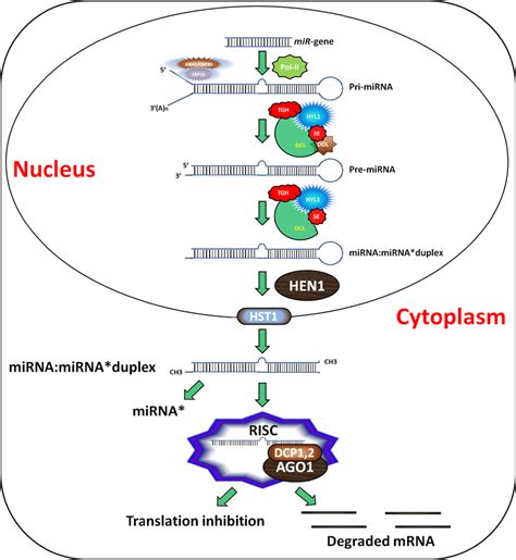 Biogenesis Of MiRNAs In Plants The Simplified Model Diagram Depicts Download Scientific