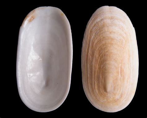 Emarginulinae Scutus Antipodes Montfort 1810