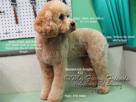 Pet Grooming The Good The Bad And The Furry Monday Makeover 18