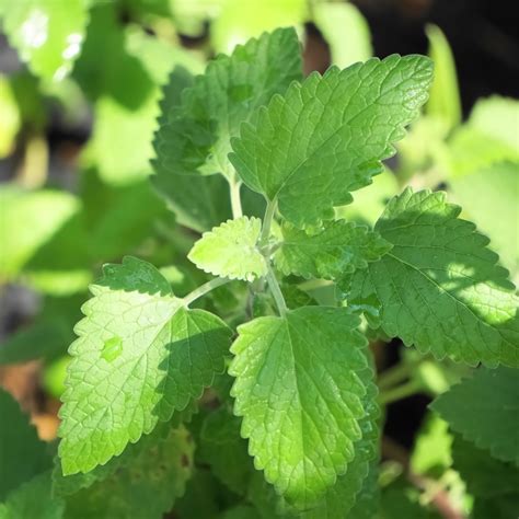 Catnip Leaves