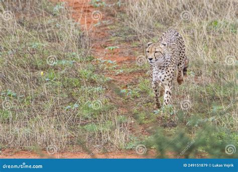 Cheetah Acinonyx Jubatus In Natural Habitat Kalahari Desert Namibia