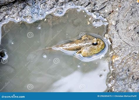 A Giant Mudskipper Periophthalmodon Schlosseri Stock Image Image Of Skipper Adult 296305475