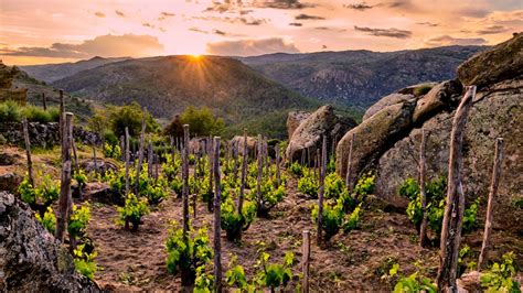 Comando G Amongst The Garnacha Greats Sothebys Wine