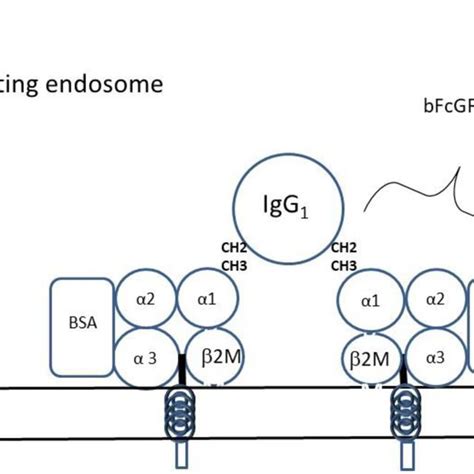 Comparison Of Human And Bovine Igg1 And Igg2 Hinge Sequences Download