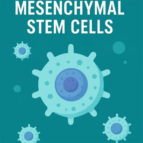 What Are Mesenchymal Stem Cells A Complete Guide To Mscs And