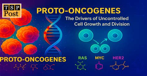 Proto Oncogenes The Drivers Of Uncontrolled Cell Growth And Division