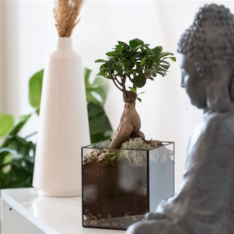 Купить мини деревья фруктовые в горшках для дома — купить по низкой цене на Яндекс Маркете