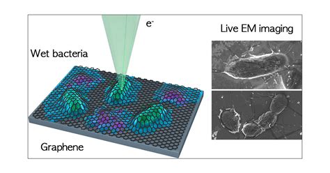 Electron Microscope Images Cell