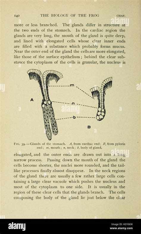Page 140 Figure 39 Of The Biology Of The Frog Provides An In Depth