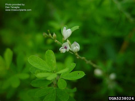 Lespedeza Cuneata Ufifas Assessment University Of Florida
