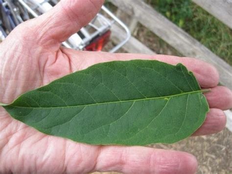 Tree Of Heaven Tree Guide UK Tree Of Heaven