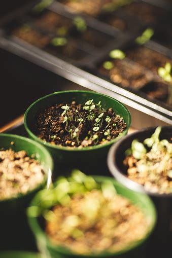 다양한 식물의 건강한 묘목으로 채워진 파종 트레이와 화분의 트레이 클로즈업 0명에 대한 스톡 사진 및 기타 이미지 0명