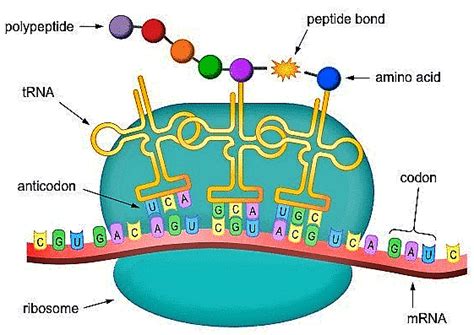Mind Map Molecular Basis Of Inheritance Biology Class 12 Neet Pdf Download
