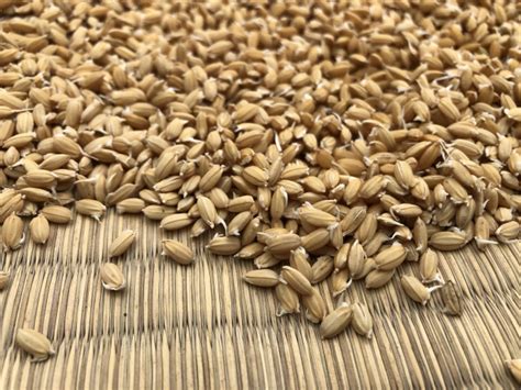 飼料用米の専用品種への転換、増産の動き。 アグリの樹