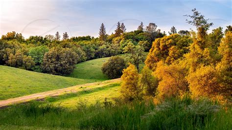 Grass Hill Trees