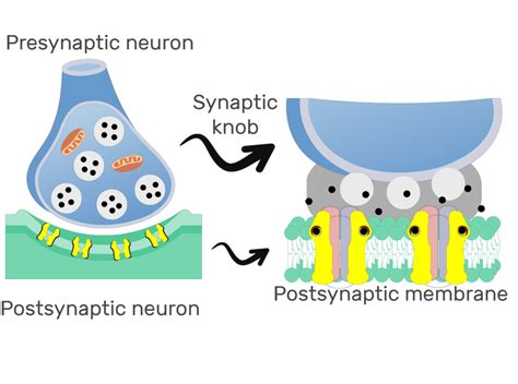 Synapse Diagram